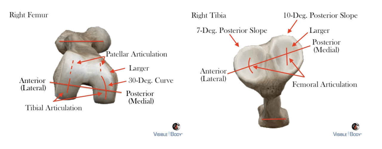 Knee Anatomy 101 – BicycleFitGuru.com