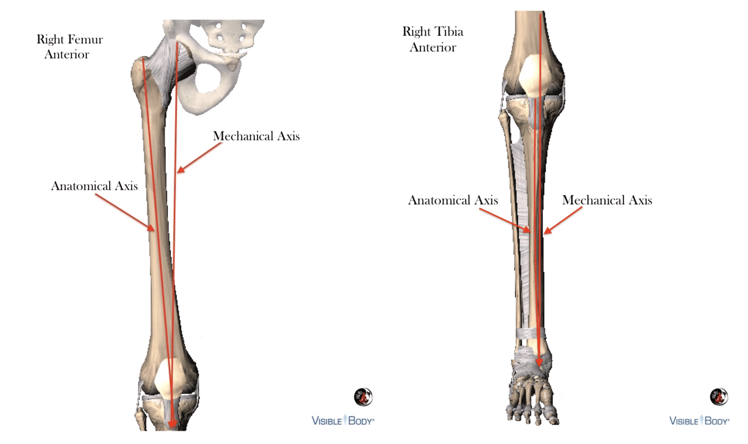 Knee Anatomy 101 – BicycleFitGuru.com