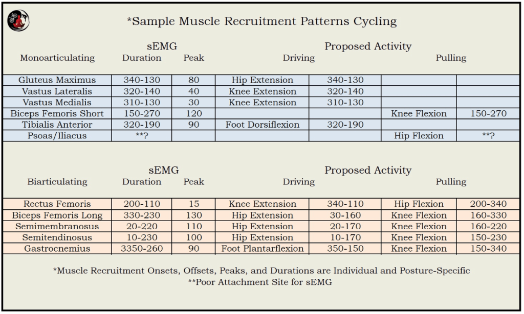 Muscles and Ligaments – BicycleFitGuru.com