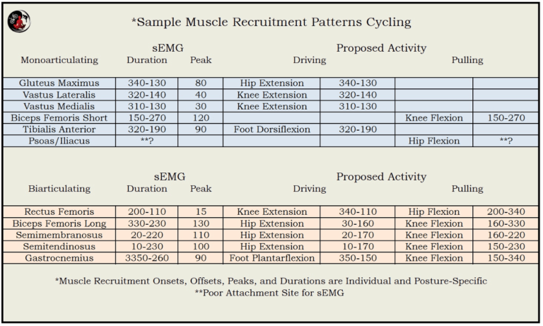 Muscles and Ligaments – BicycleFitGuru.com